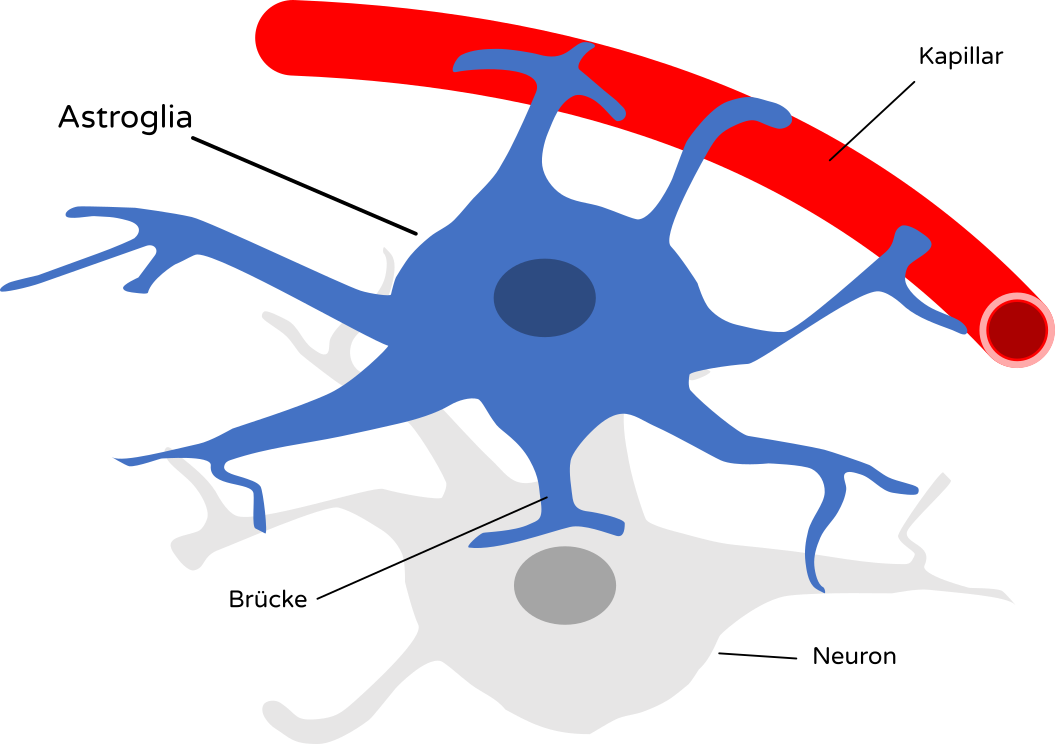 biologische Psychologie - Kapitel 1 Neurone und Gliazellen ...